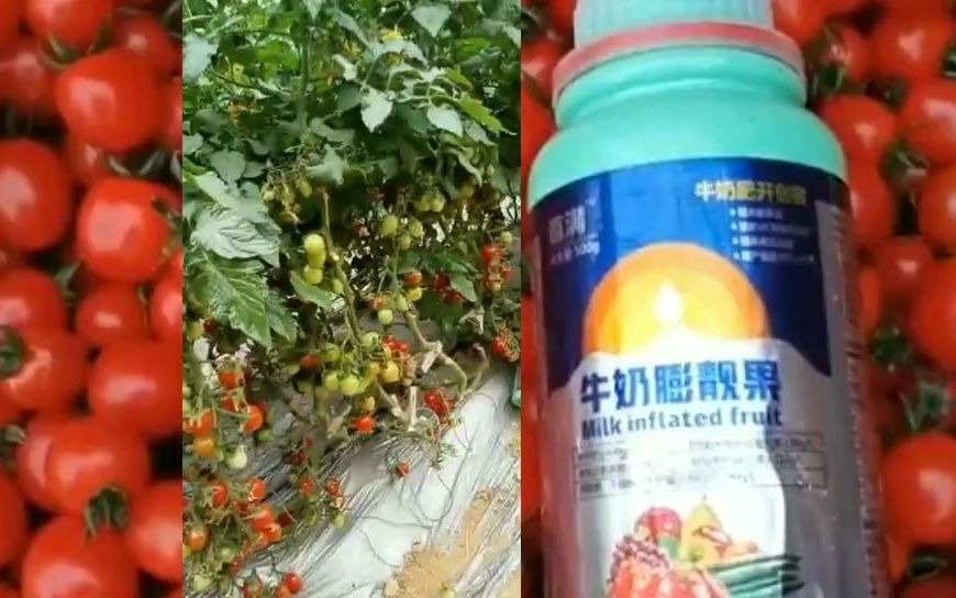 西红柿用什么肥料红的快?西红柿贝贝西红柿(洋枣)用牛奶膨靓果通红...