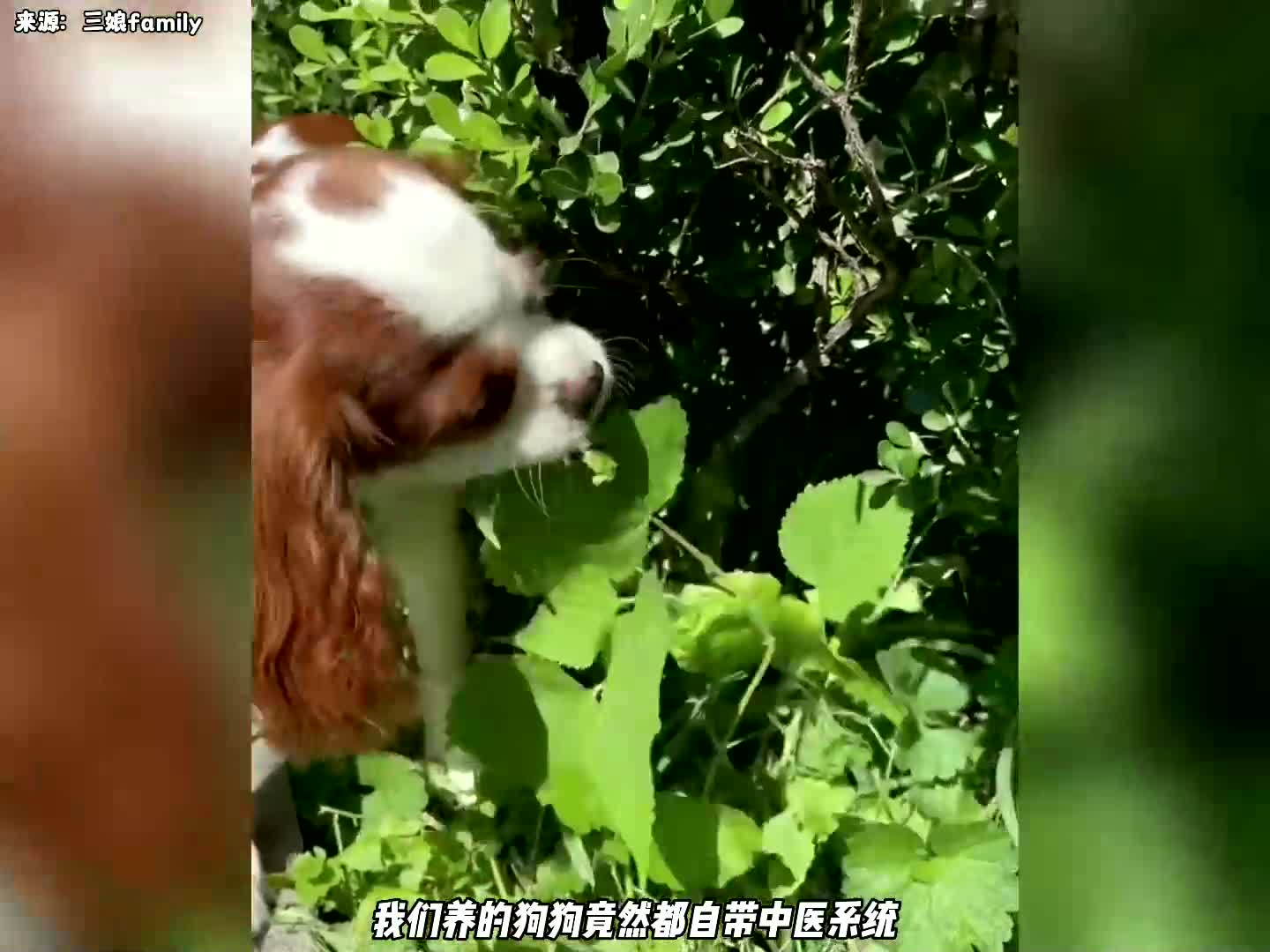 自带中医系统的狗狗,真的太神奇了#神奇动物在抖音 #狗狗 #万万没...