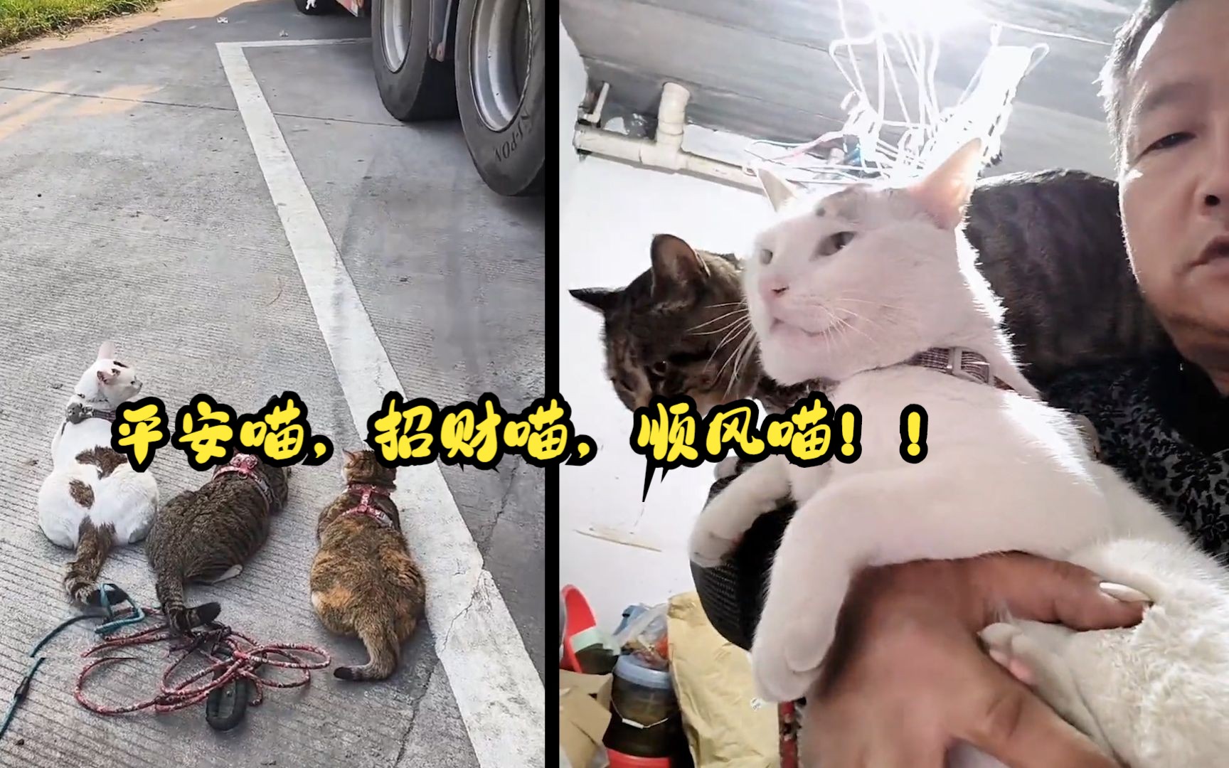 卡车司机收养3只流浪猫,跟着他一起走南闯北,是宠物更是家人