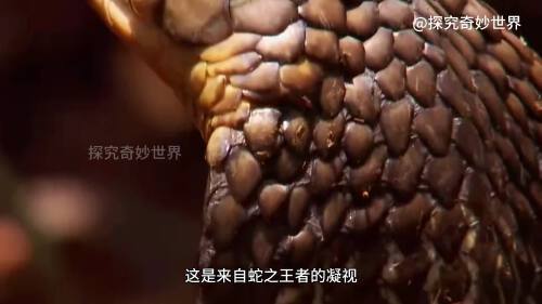 蛇界大魔王,毒蛇中的王者:世界最大毒蛇眼镜王蛇致死率达65%