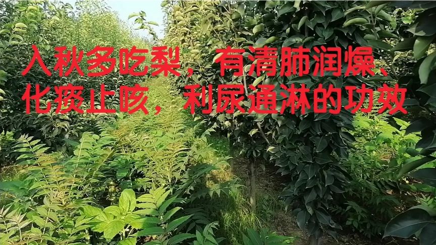 入秋多吃梨,有清肺润燥,化痰止咳,利尿通淋的功效