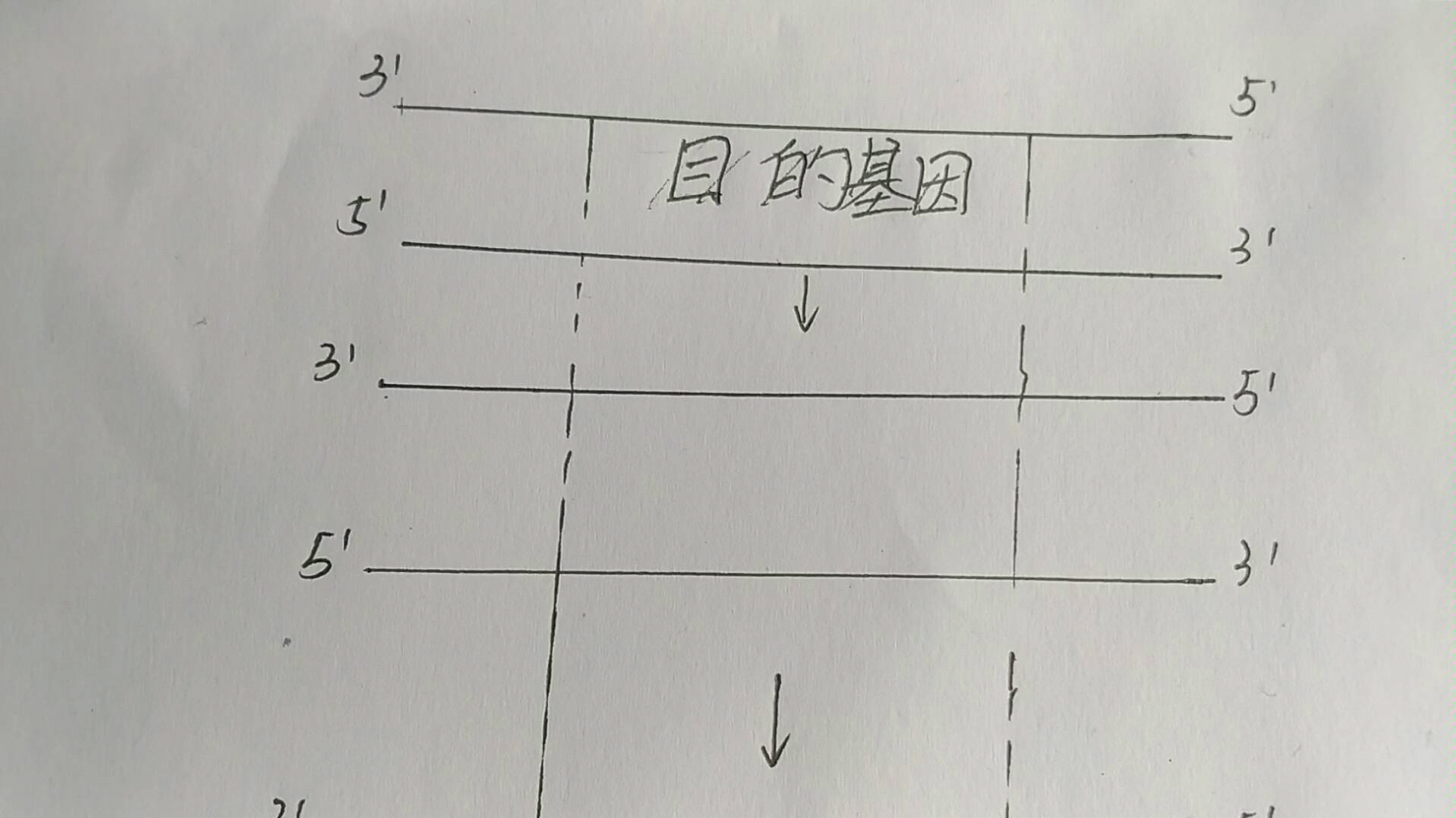 PCR 扩增目的基因