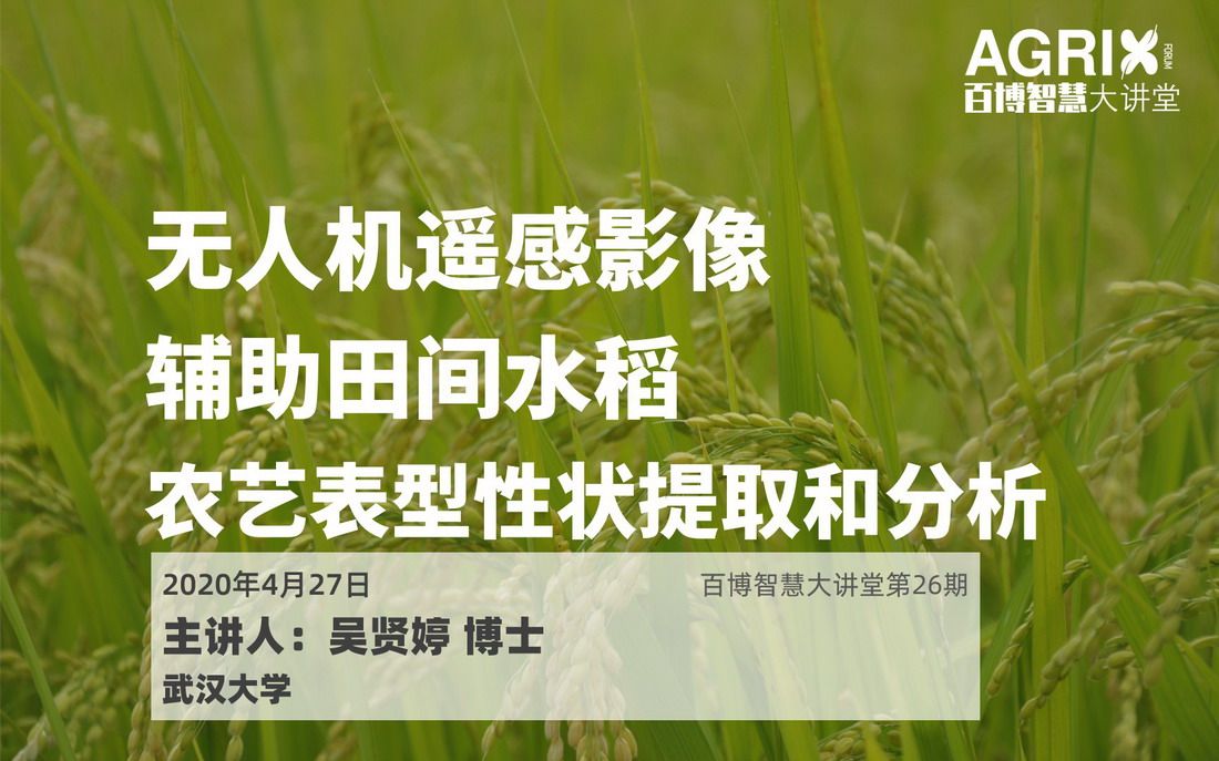 无人机遥感影像辅助田间水稻农艺表型性状提取和分析