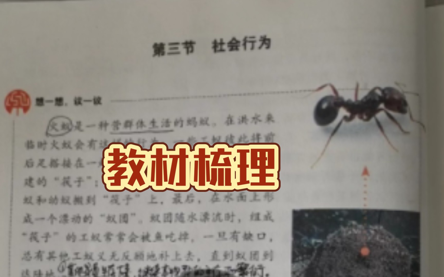 教材梳理//第二章第三节 社会行为(人教版初中生物八年级上册)