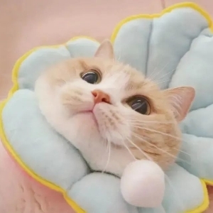 看番乐子人 