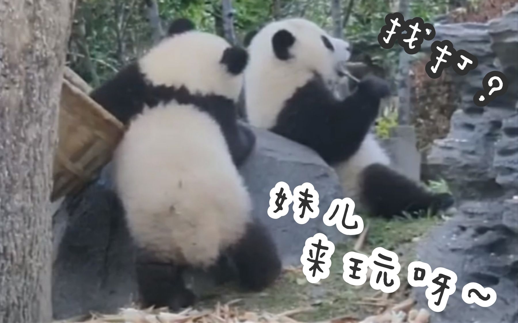 反击辣!娜娜暴打哥哥了!(大熊猫妮可妮娜)