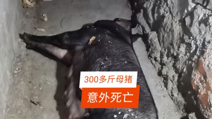 欲哭无泪,刚下完崽的老母猪生病死亡,辛苦一年白干了