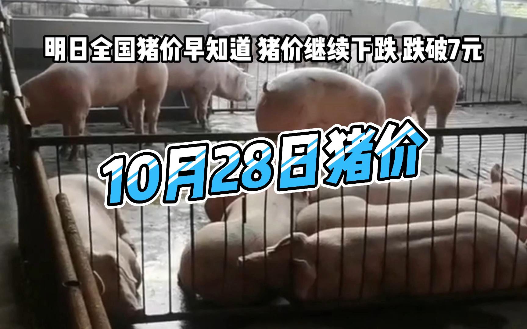 明日10月28日全国猪价早知道!明日猪价继续下跌 生猪价格跌破7元#...