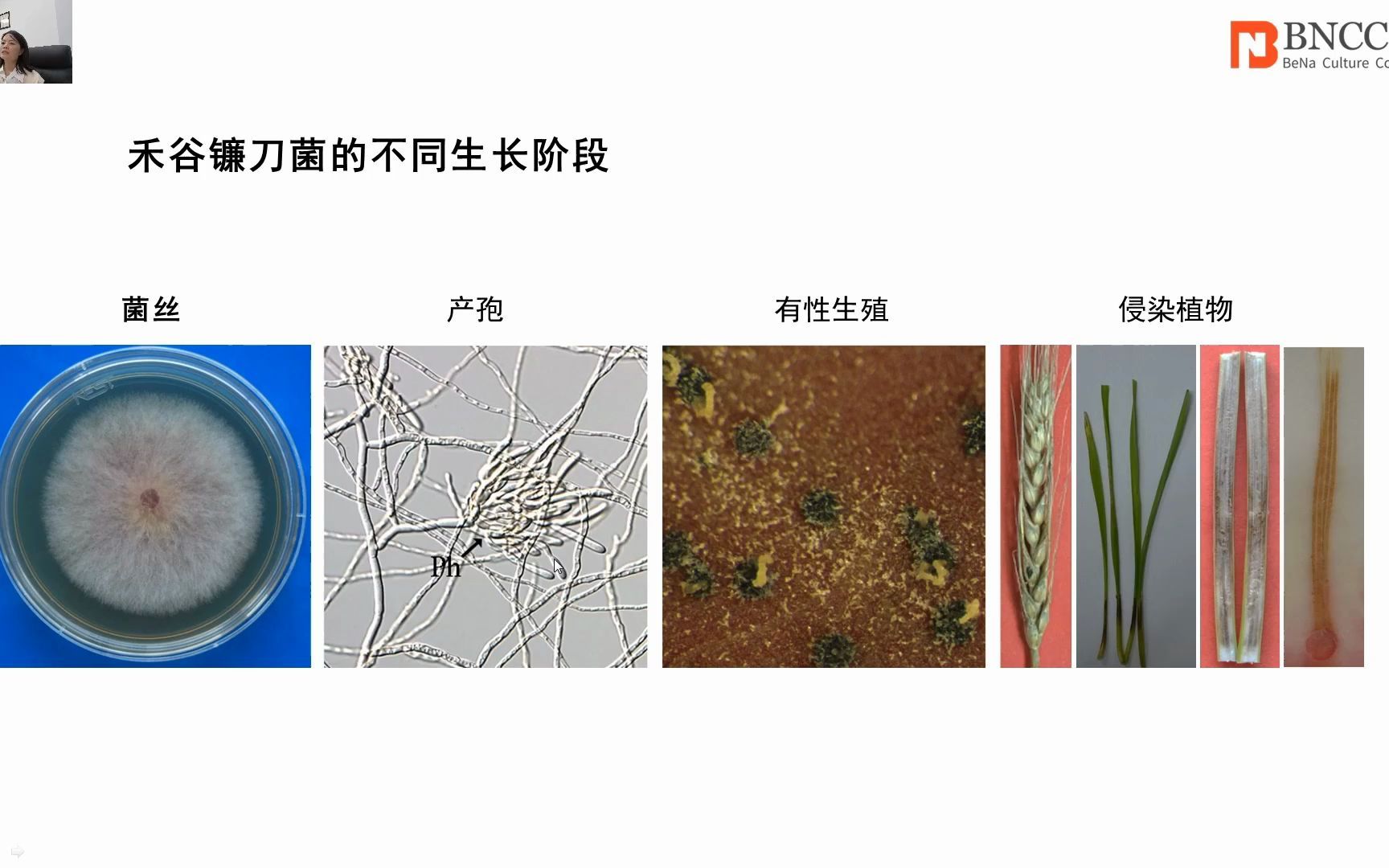禾谷镰刀菌FgNrp1功能介绍及相关研究
