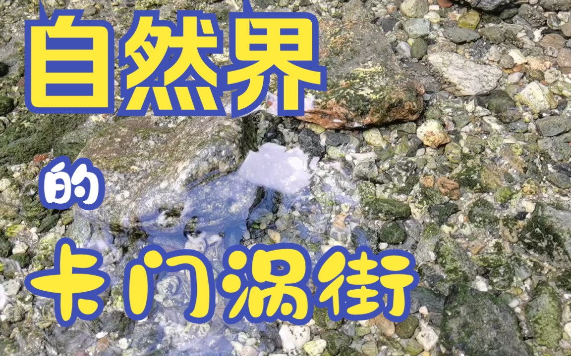 自然界的卡门涡街