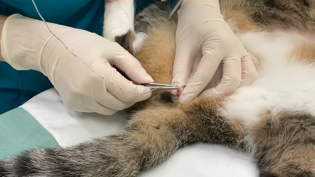 猫咪不绝育导致憋尿,导尿管来排尿