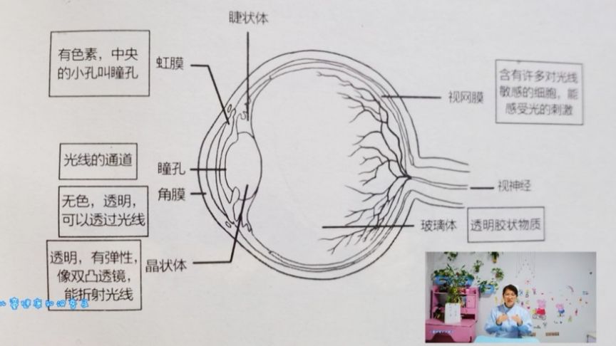 了解眼球的正常结构 原来近视眼的结构是这样改变的 入行了
