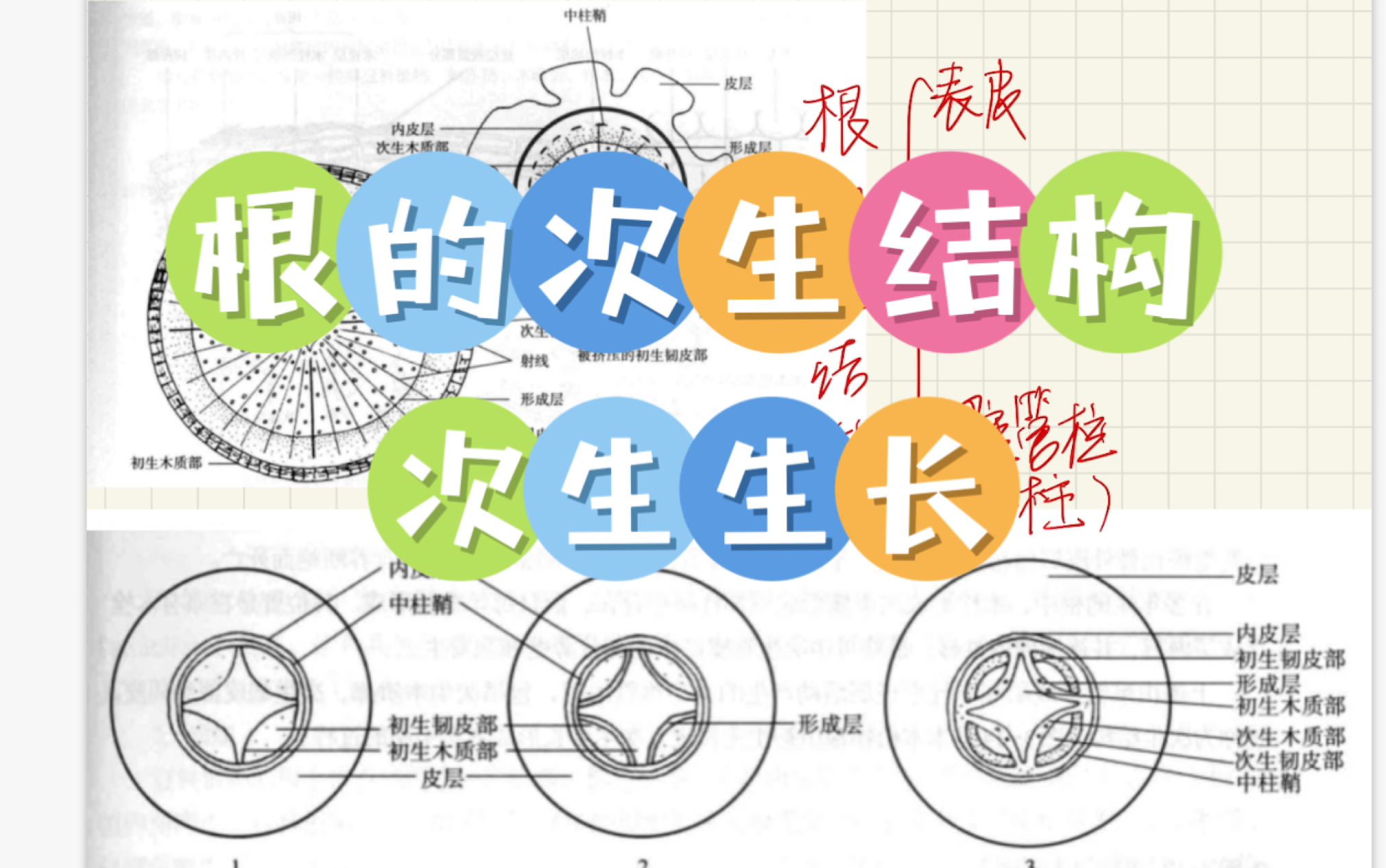 植物学|根的次生结构和次生生长