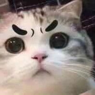 唐伯虎点擦炮呀 