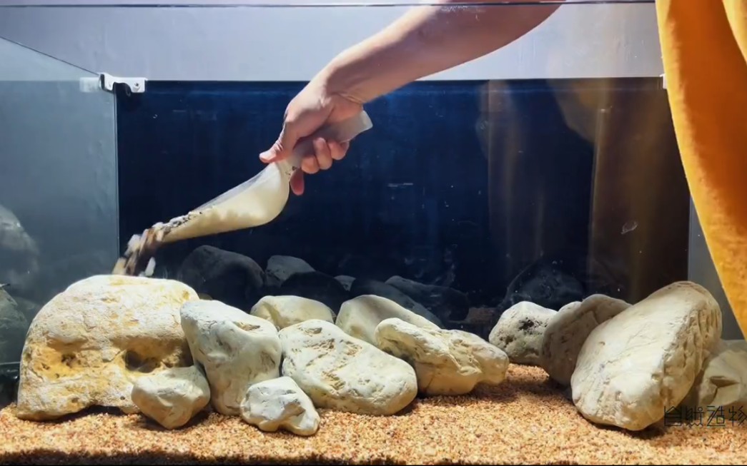 80溪流缸开缸 原生鱼缸造景 把自然景观搬回家 草缸生态缸石景缸