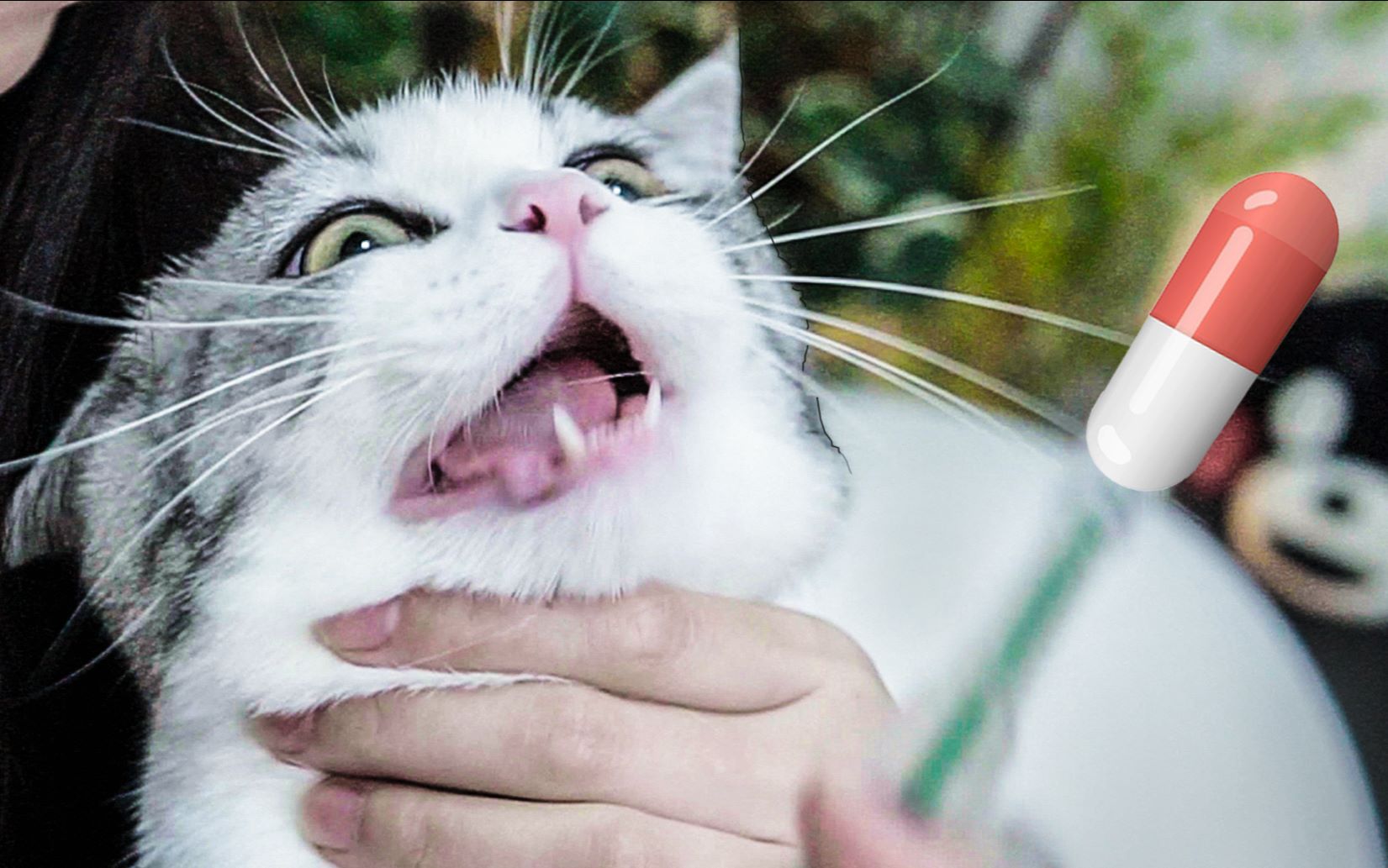 主人给猫咪喂药,喂药器猛的一下塞进喉咙就完了,猫咪一脸懵逼?@花花...