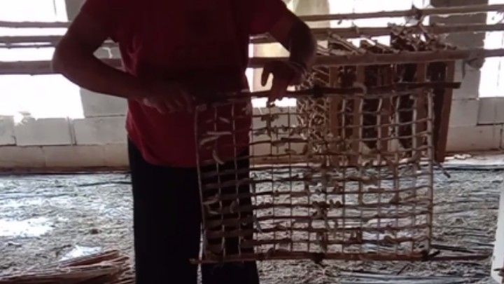 看看农村人是怎么养蚕的