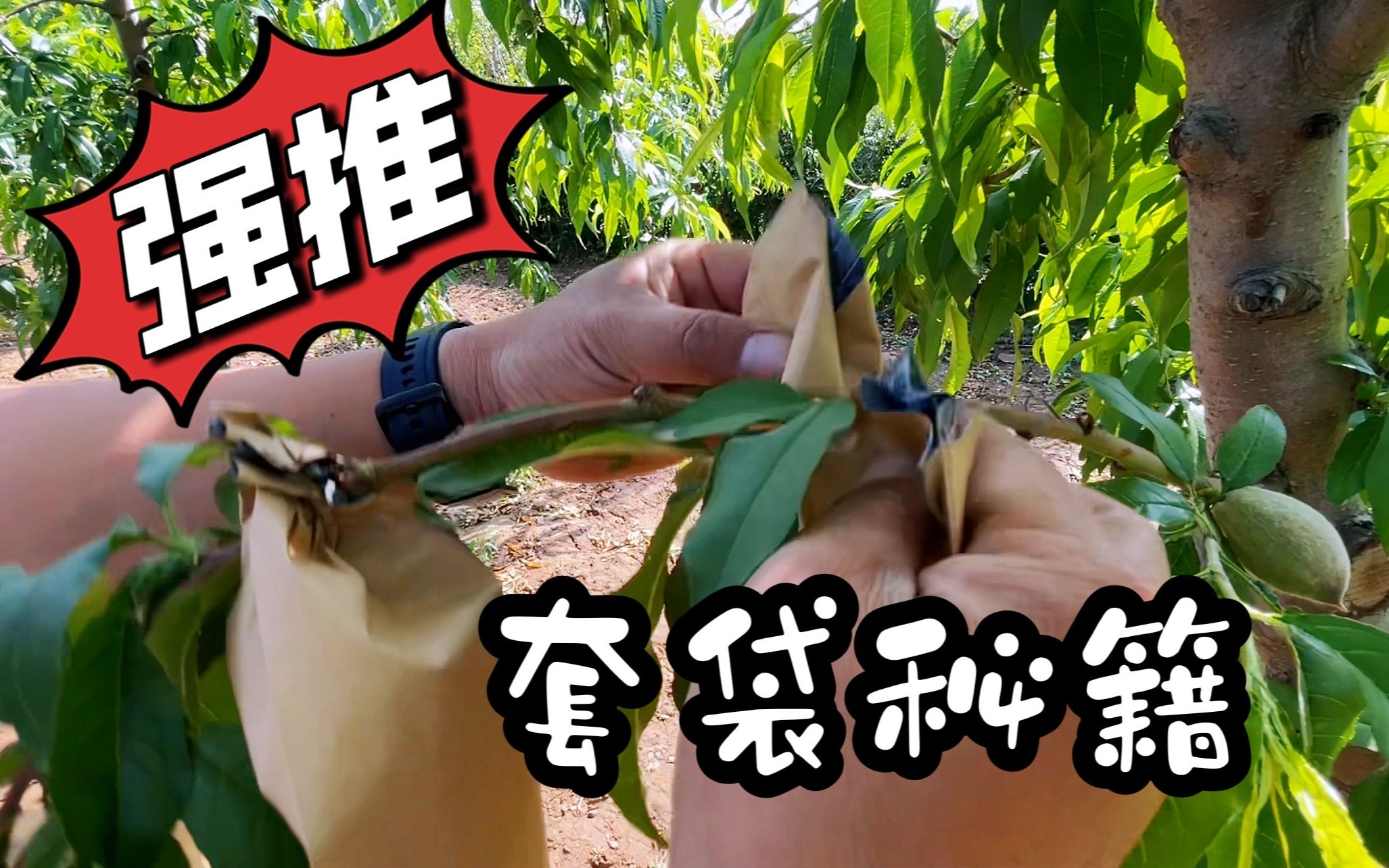 分享桃子套袋的方法,简单易学,一天套3000个袋子很轻松