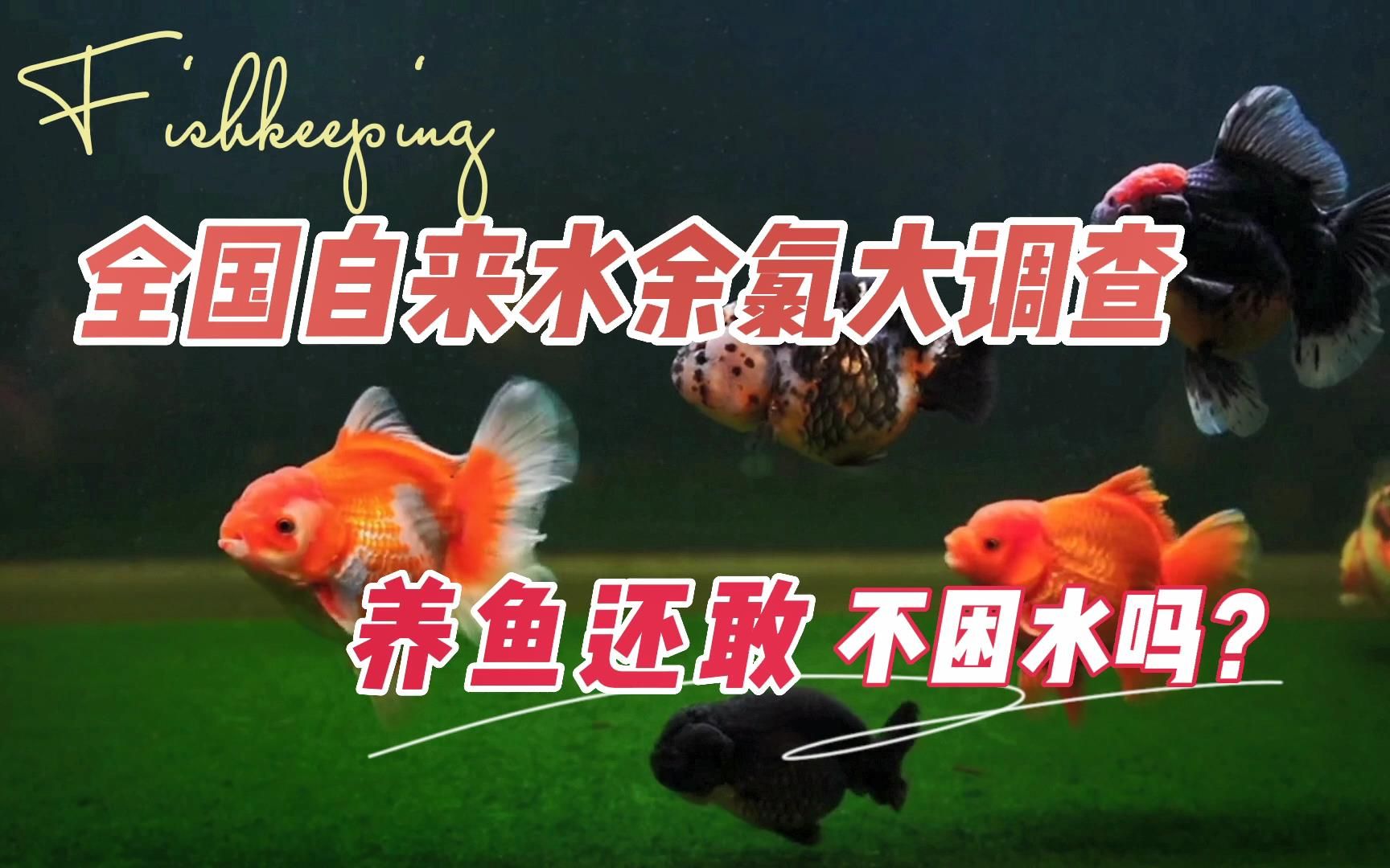 养鱼还敢不困水吗?全国自来水余氯大调查,自来水标准告诉你真相