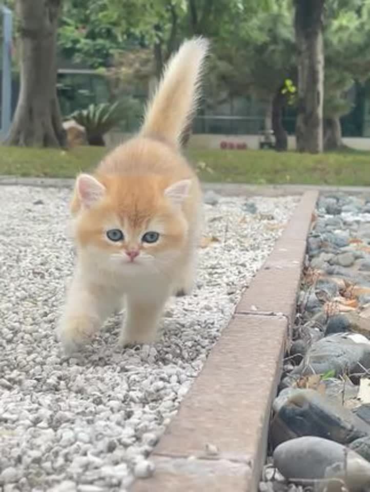 #萌到爆炸了 #谁能拒绝傻憨憨的小猫咪 #猫咪好像知道自己很好看