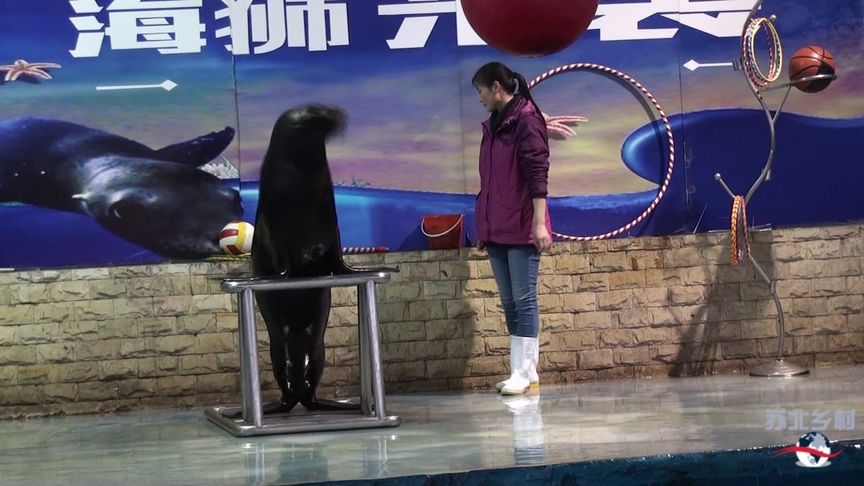 农村来了个海狮表演,海狮演的真好看