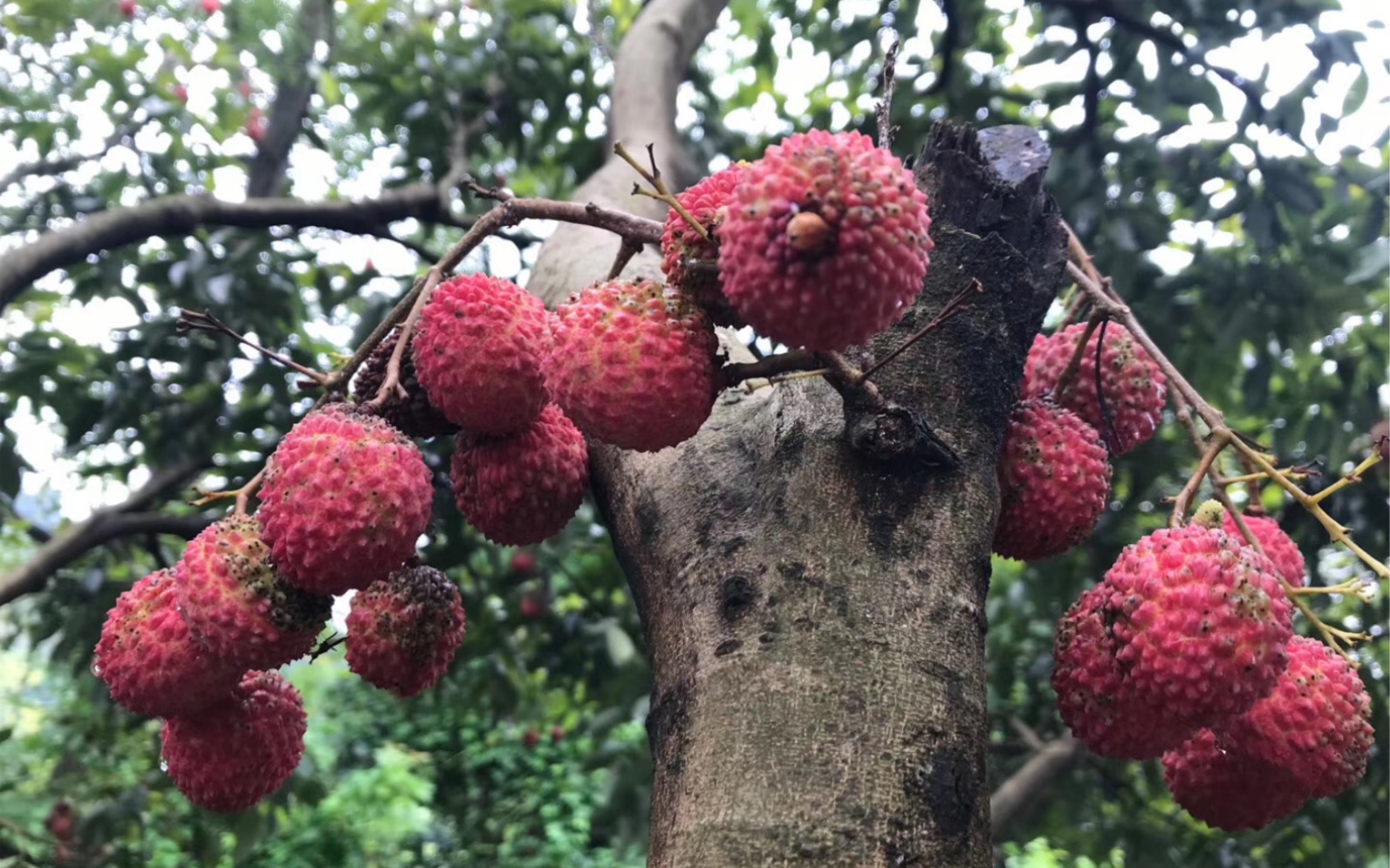 城里人没见过荔枝开花结果的过程,太珍贵了!一定要转给小孩子看