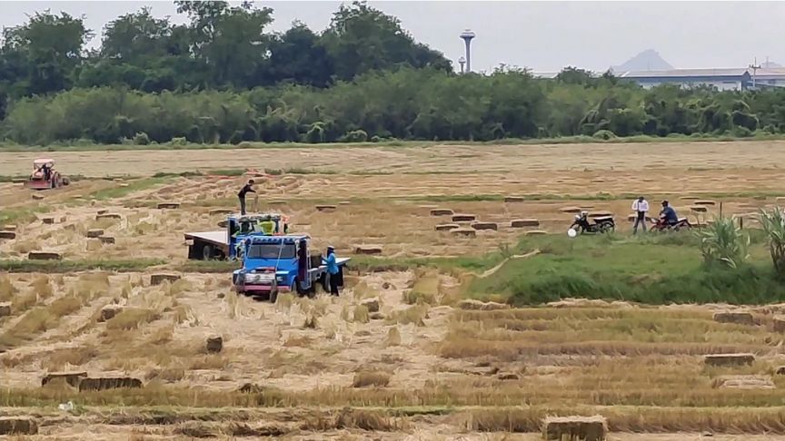 泰国水稻业虽然种的杂草丛生,但是从种植到收割,全部机械化。