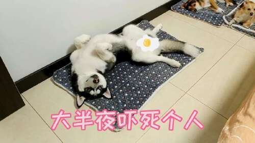 狗狗深夜"躺尸"一动不动,主人心惊胆战凑近一看瞬间笑喷!