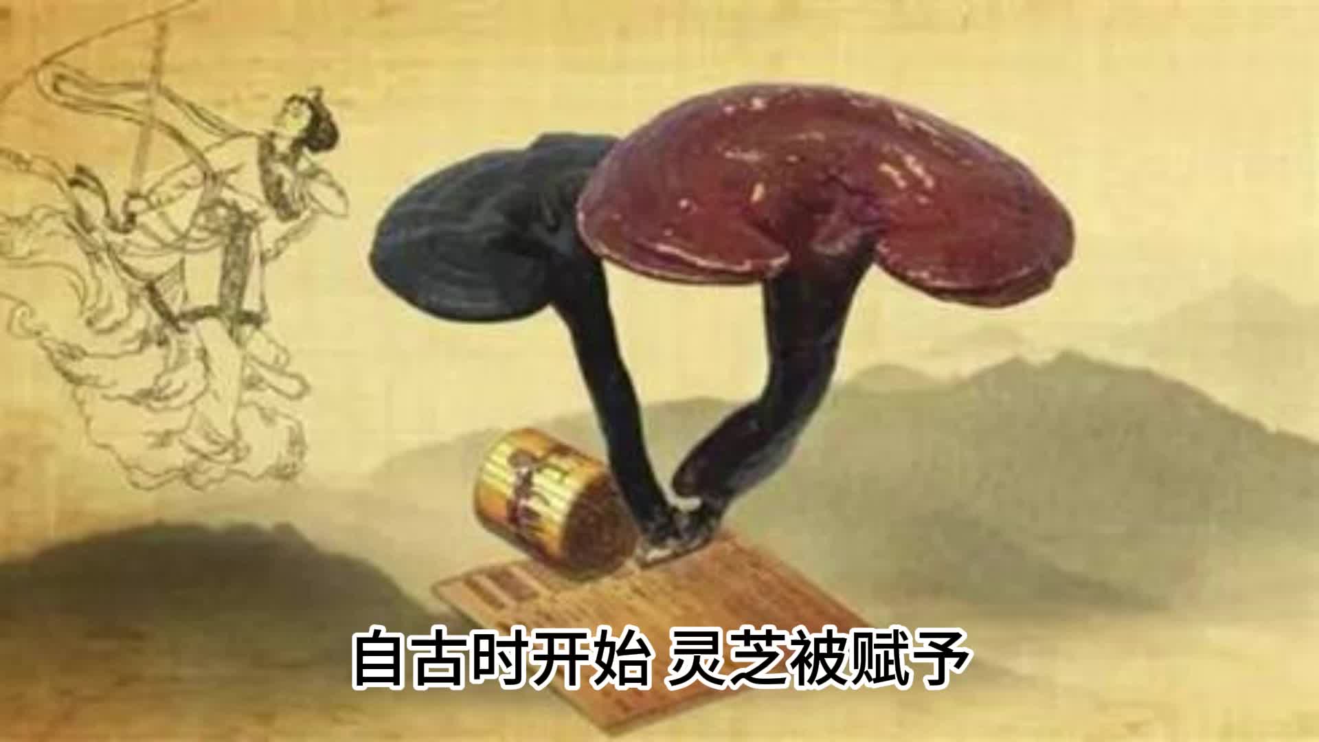 灵芝的功效作用与主治,灵芝对人体健康的益处有哪些