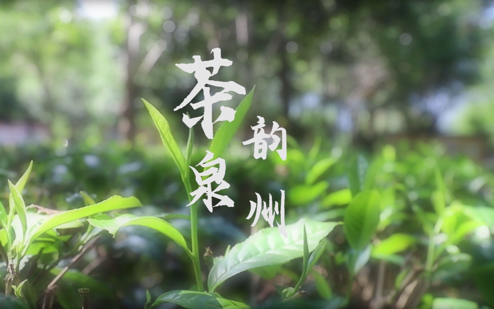 ...茶韵泉州 | 中国海洋大学赴泉州乡村振兴实践调研队下乡成果宣传视频