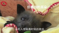 蝙蝠为什么能传染病毒,自己却没事