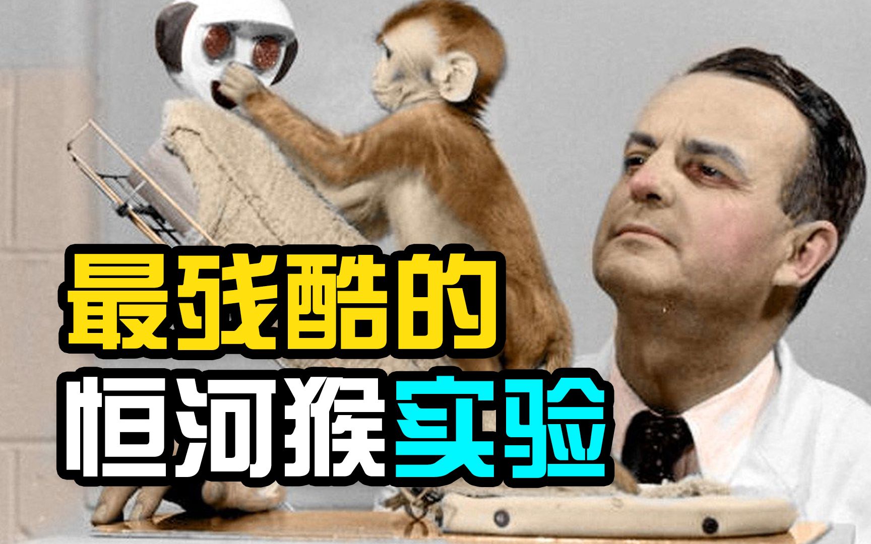 美国极具争议的恒河猴实验:用最残忍的方式,证明爱的存在!