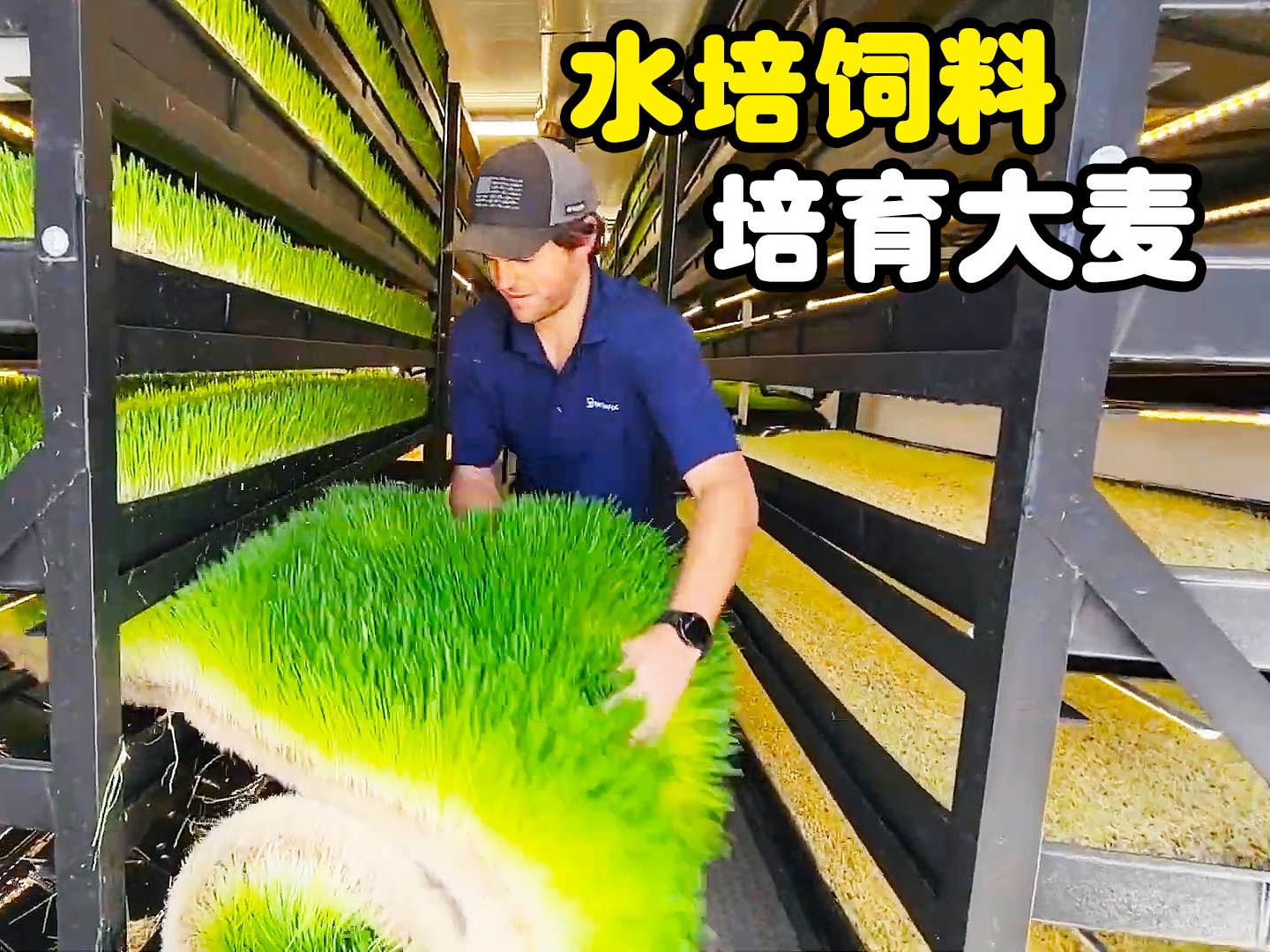 不可思议的水培饲料,把大麦种子放进种植仓,4天长满新鲜绿植