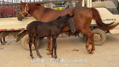 黑马驹儿八年后变大白马信吗?其中规律及价值,听马专家怎么说?