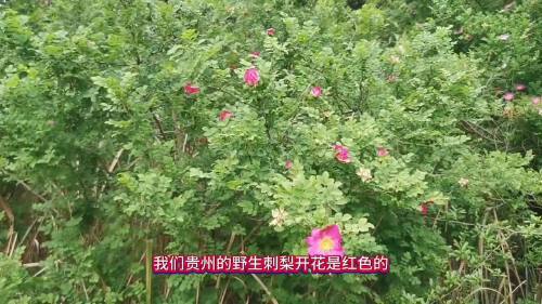 贵州的野生刺梨开花了,看到花就想到金黄的果子,忍不住想吃了!