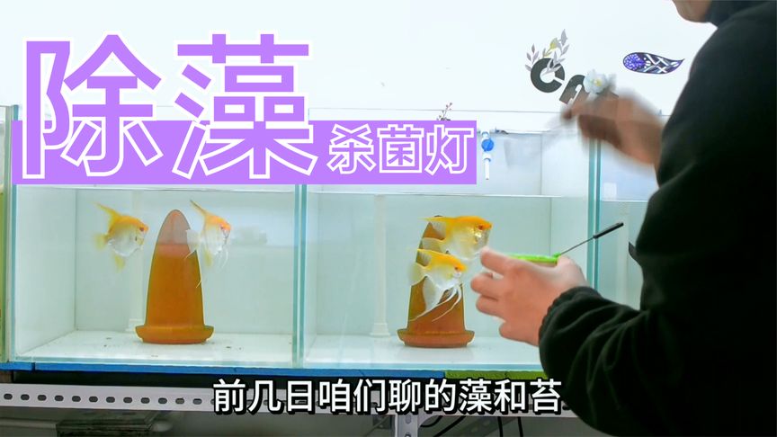 杀菌灯有什么作用?开几个小时,对硝化细菌有没有伤害,除藻功能