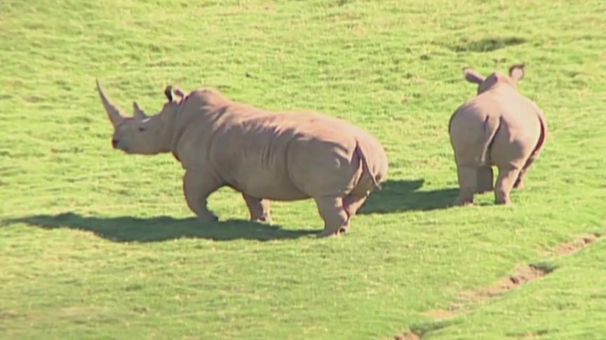 犀牛角有药用价值?吃这东西,跟吃自己指甲差不多|动物科学0220