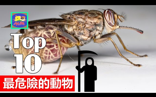 世界十大最危险的动物 - 10大动物系列