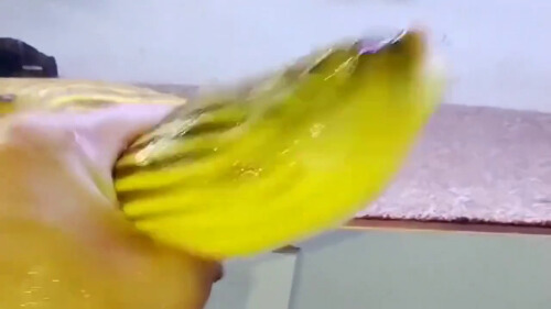 东北小伙的神操作,河豚没生气的时候可以用来擦玻璃,想想就好玩!