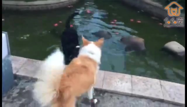 狗狗受到惊吓掉进水里,最后在水中一跃让我和伙伴们都笑喷了