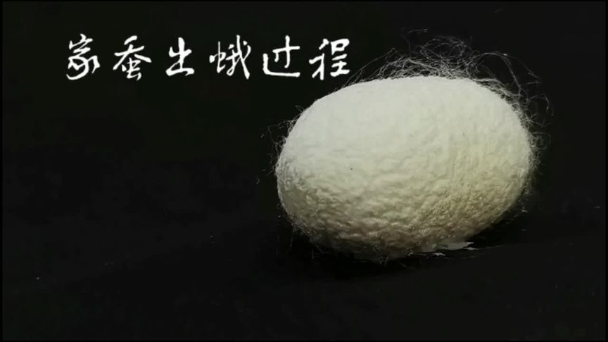 家蚕出蛾过程#蚕蛾 #蚕 #蚕茧
