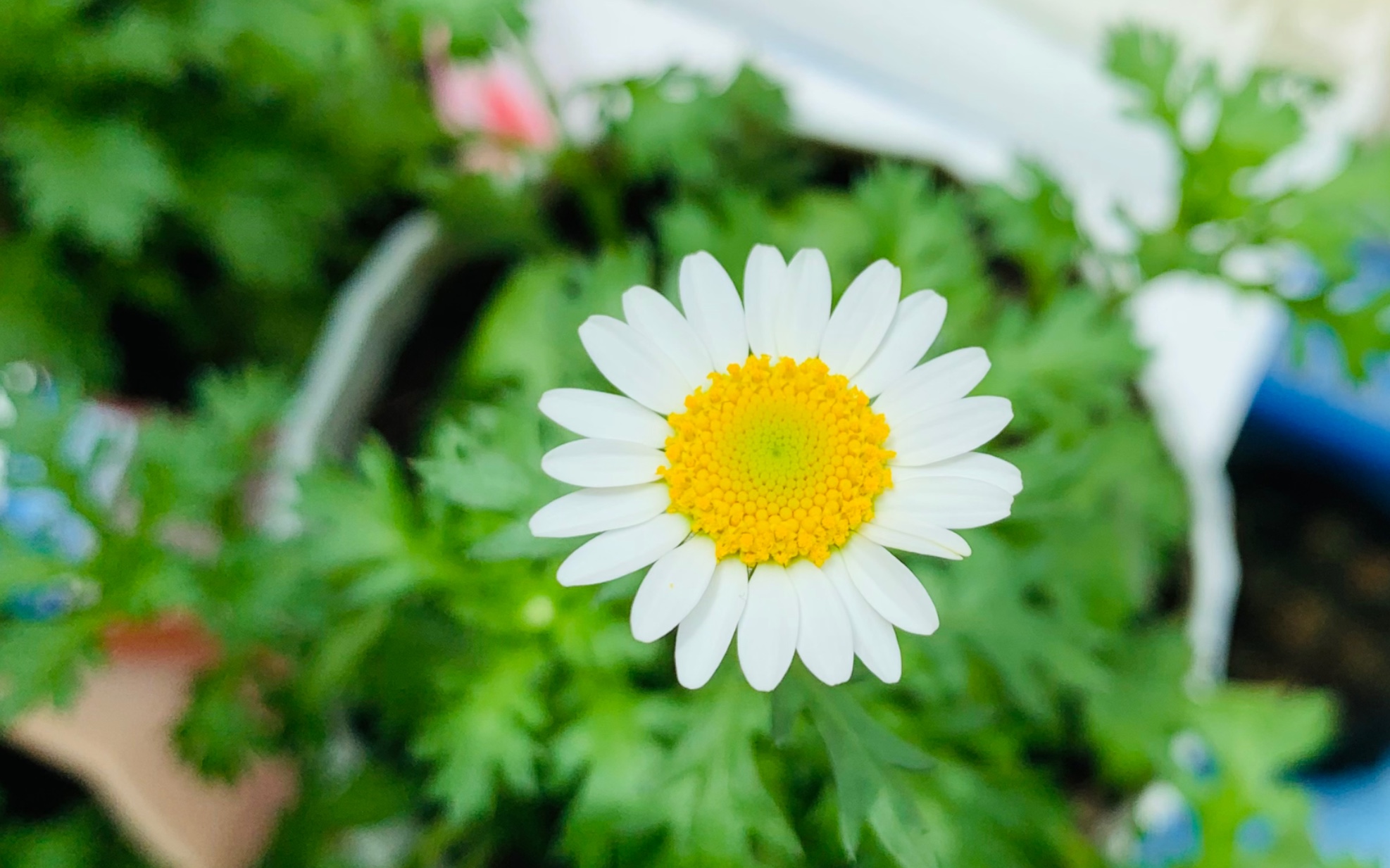 花的生长周期记录