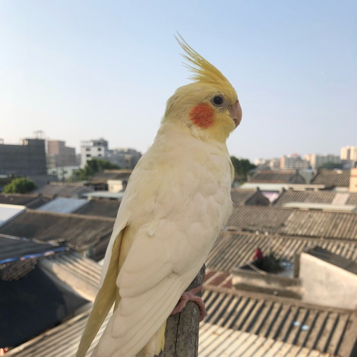 把TA砌进墙里 