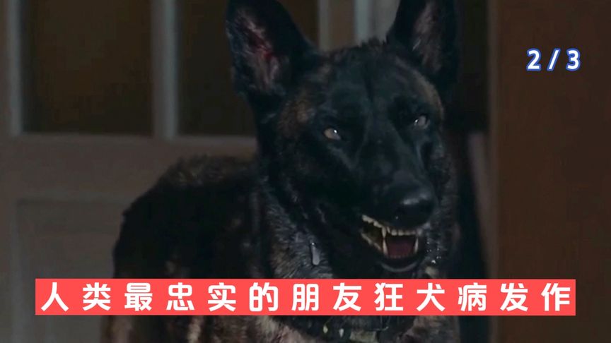 狂犬病发作的狗狗,主人也不放过!