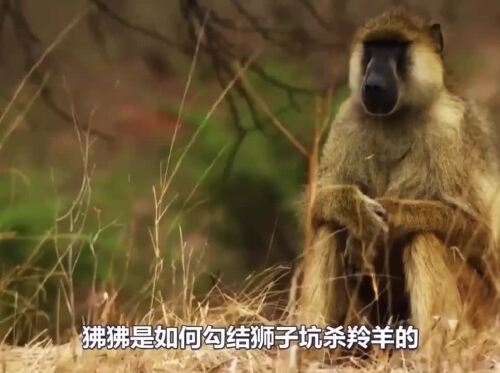 狒狒为了生存,竟然成了一个骗子,把羚羊骗到狮子嘴里