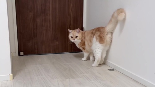 "绒"情告急!探索毛茸茸猫咪的治愈力