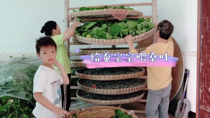 带大家看看,做蚕丝被的原材料蚕宝宝是什么样的