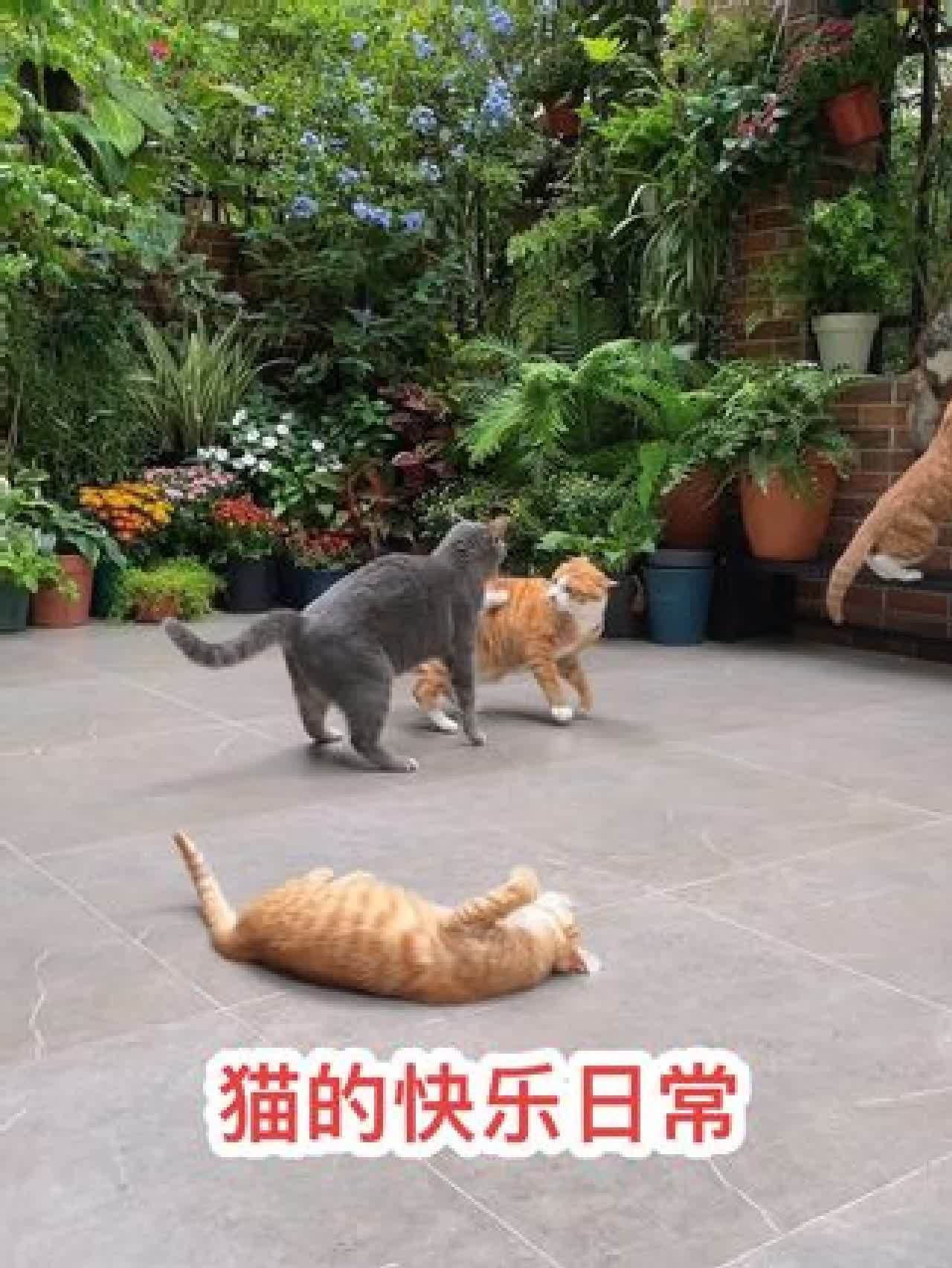 ...努力工作养好它们是我的奋斗目标!猫快乐我就快乐!#谁能拒绝傻憨憨...