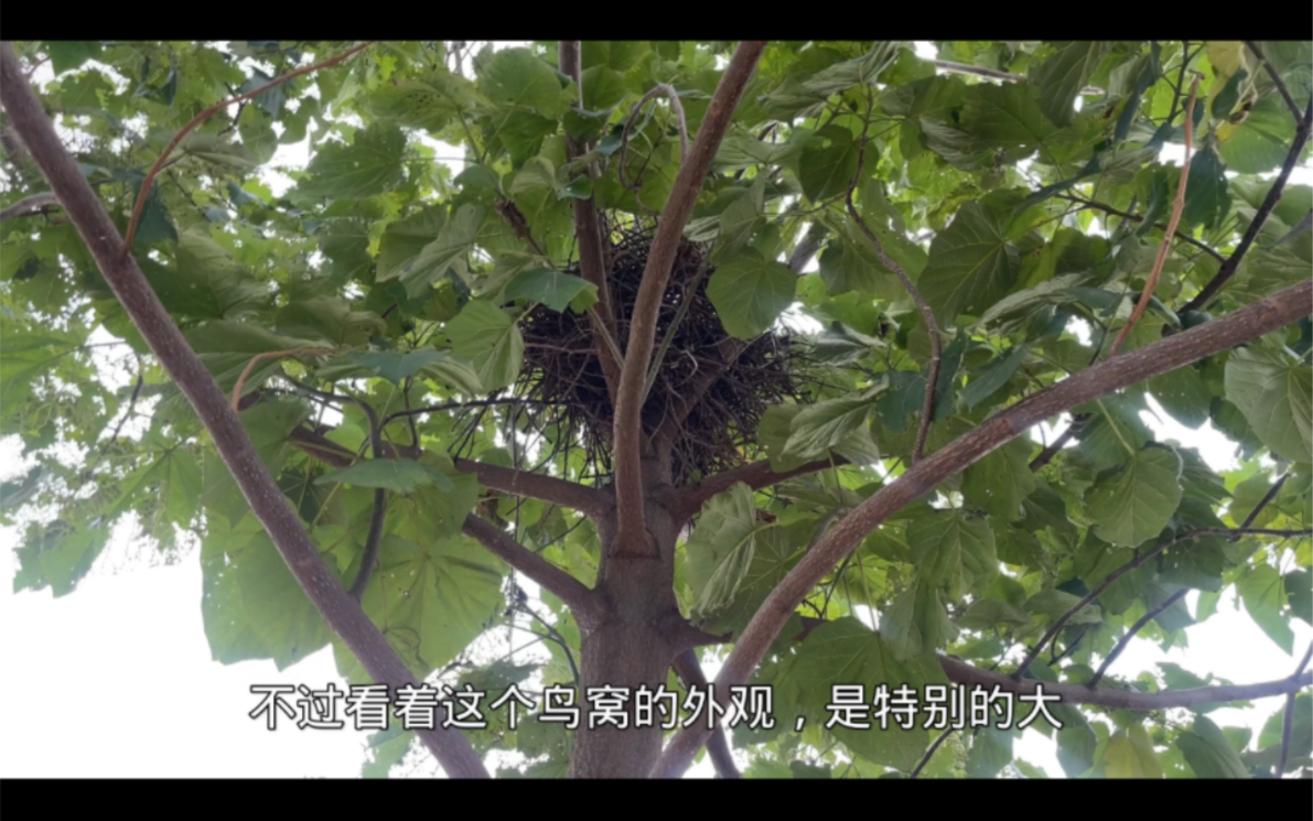 小伙野外发现巨型鸟窝,直接爬上去看看里面是啥,这构造太神奇了