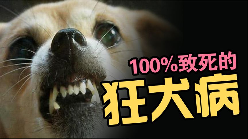 “狂犬病”有多致命?被狗咬了一口,又该如何自救?